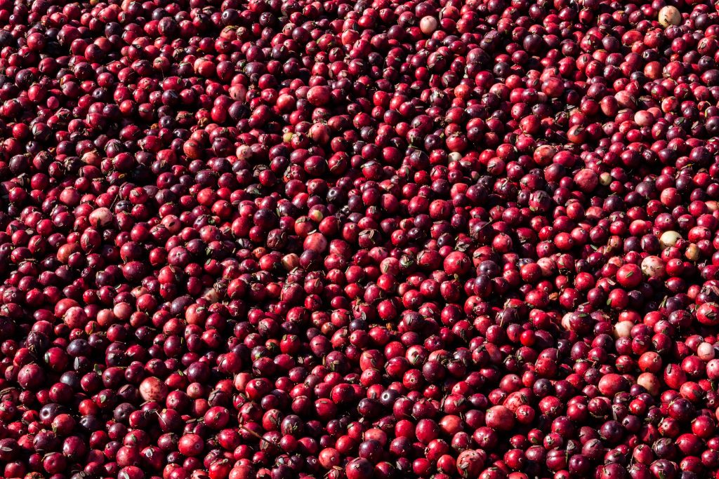 Cranberry Physiology – College of Agricultural and Life Sciences